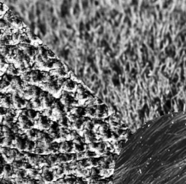 Introduction to Edges in Images